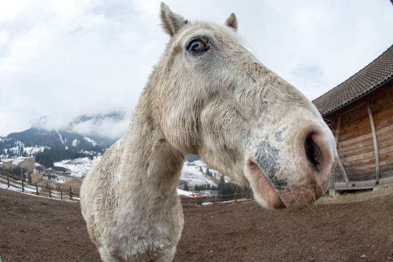 Le Cheval Blanc Fou D'amusement En Test Sur Lequel Le Cavalier S'assied ...