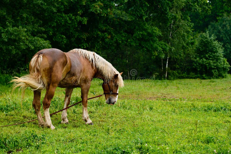 Portrait D'un Cheval Brun Clair Dans L'herbe Image stock - Image du ...