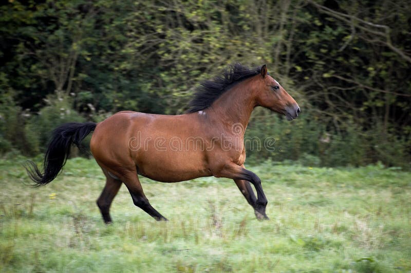 Cheval connemara stock image. Image of ungulate, profile - 170944303