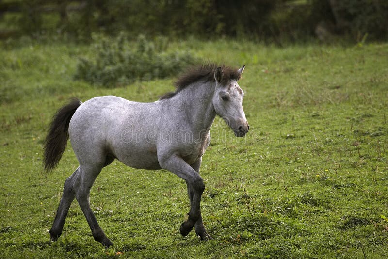 Cheval connemara stock photo. Image of herbivore, profile - 170950732