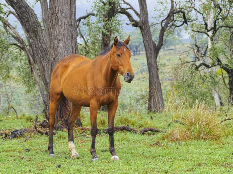 Cheval australien photo stock. Image du chemin, race, espiègle - 8342542