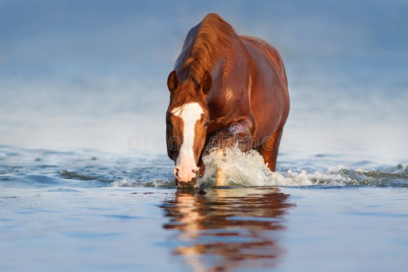 Cheval dans l'eau photo stock. Image du chevaux, ciel - 65045800