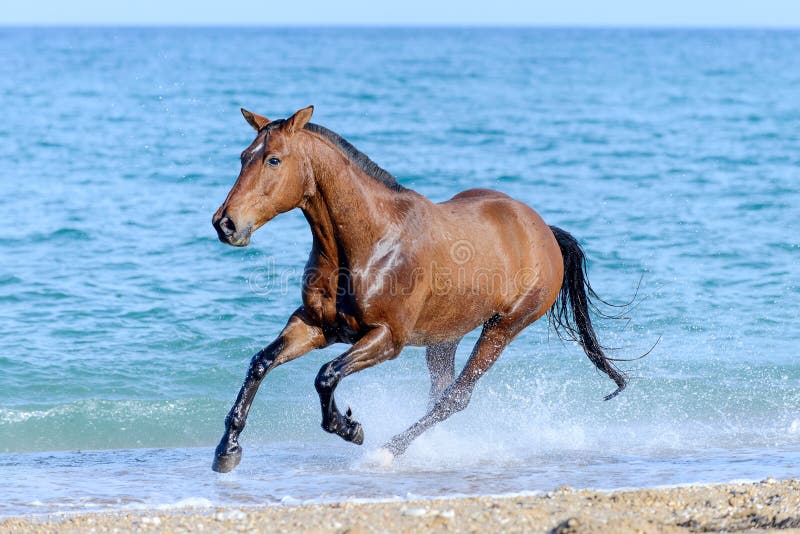 Cheval dans l'eau photo stock. Image du océan, sain, animal - 30812436