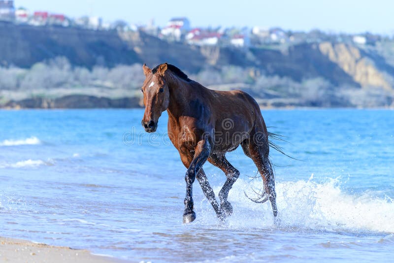 Cheval dans l'eau image stock. Image du soleil, bleu - 30812479
