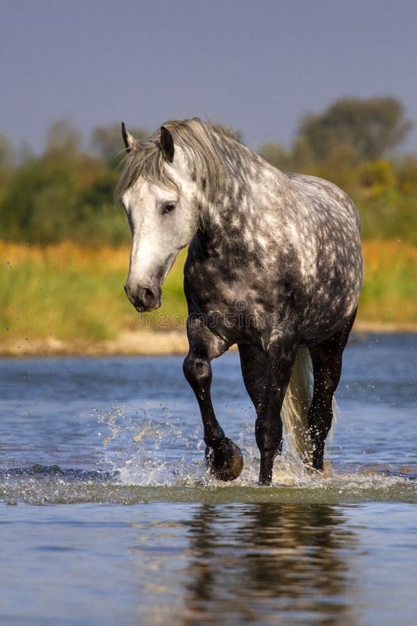 Cheval dans l'eau image stock. Image du compartiment - 194164819