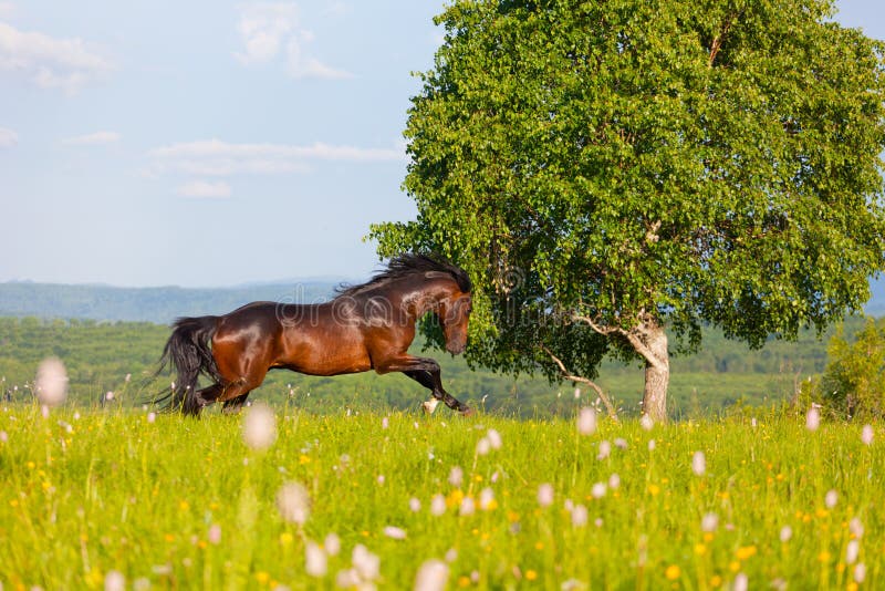 Cheval de baie photo stock. Image of herbe, chevaux, beau - 35477306