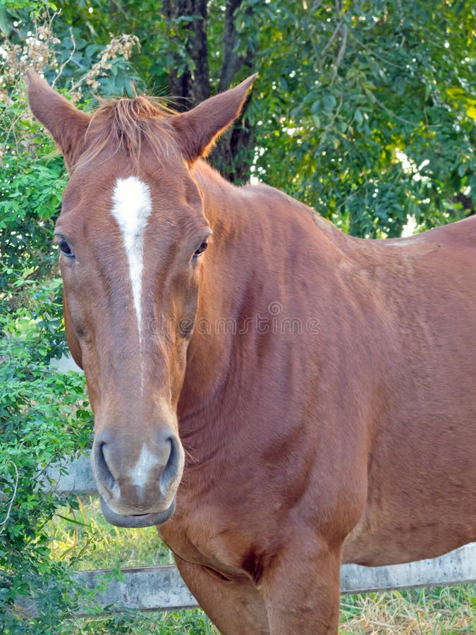 Cheval de baie image stock. Image of faune, race, galop - 36084391