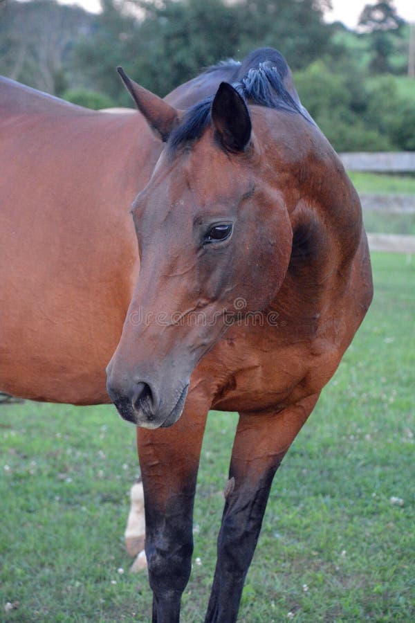 Cheval de baie 1 image stock. Image du équin, cheval - 96305299