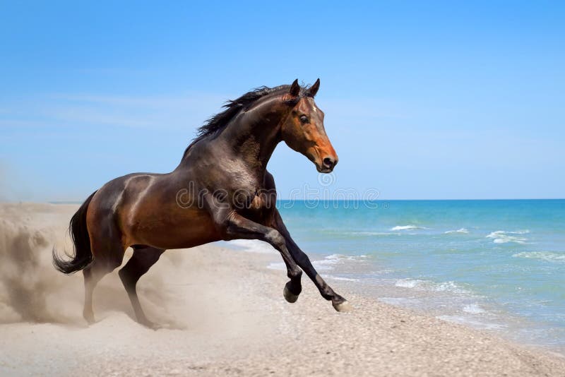Cheval De Baie Le Long De Bord De La Mer Image stock - Image du ...