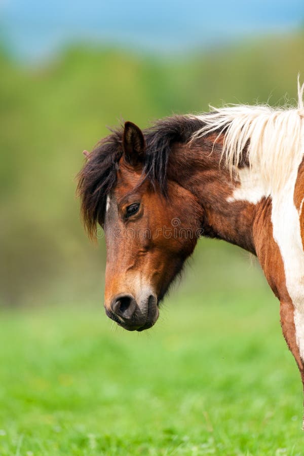 Cheval Pie Photos Stock - Téléchargez 1,255 Photos libres de droits