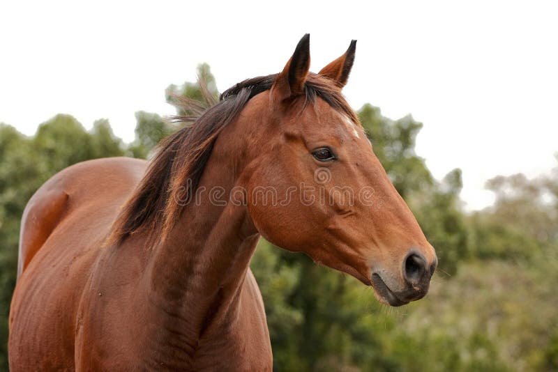 Cheval brun clair image stock. Image du animal, mammifère - 19940375