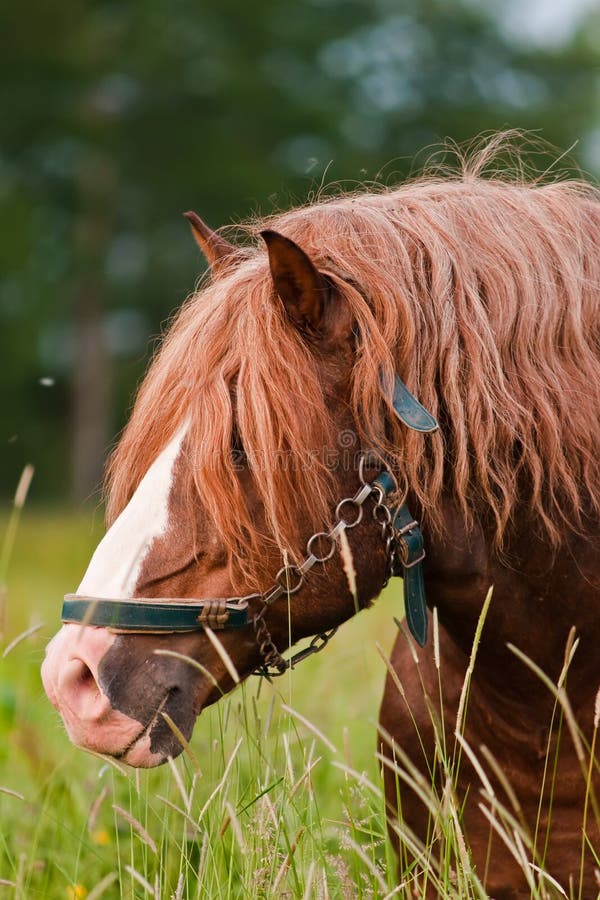 Cheval de Brown image stock. Image du crinière, animal - 12509175
