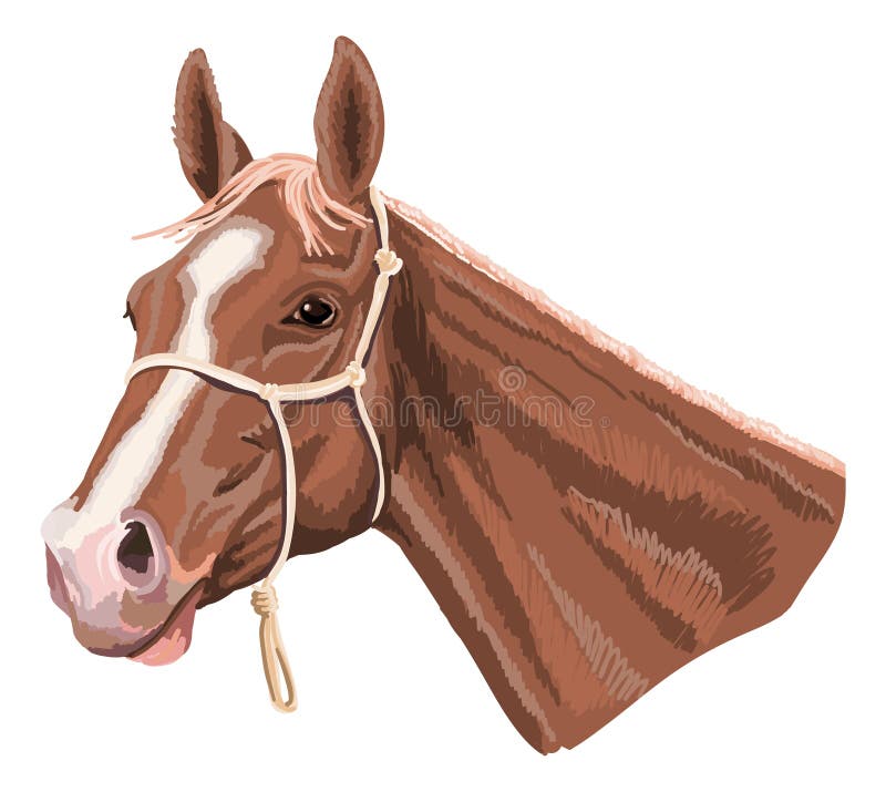 Cheval De Brown Avec Le Licou Illustration de Vecteur - Illustration du ...