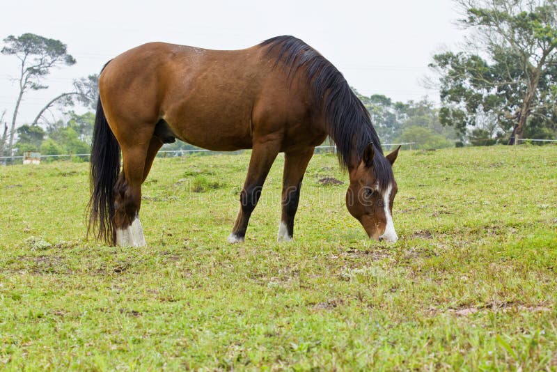 Cheval De Brown Avec Les Taches Blanches Photo stock - Image du zone ...