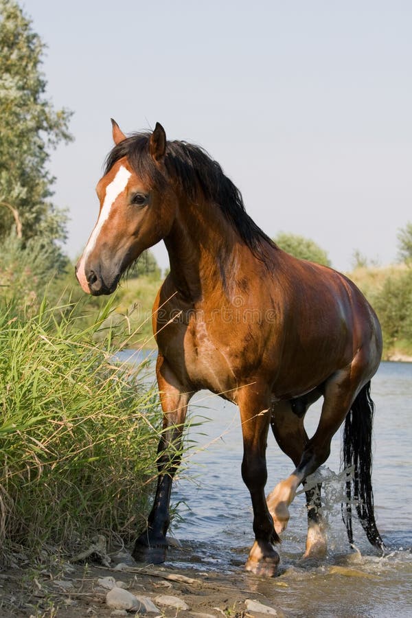 Cheval dans l'eau photo stock. Image du animal, beau - 65045800