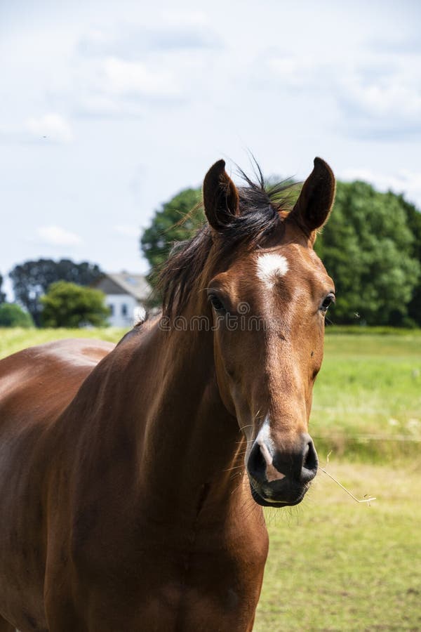 Cheval De Brown En Nature. Portrait D'un Cheval Brun Image stock ...