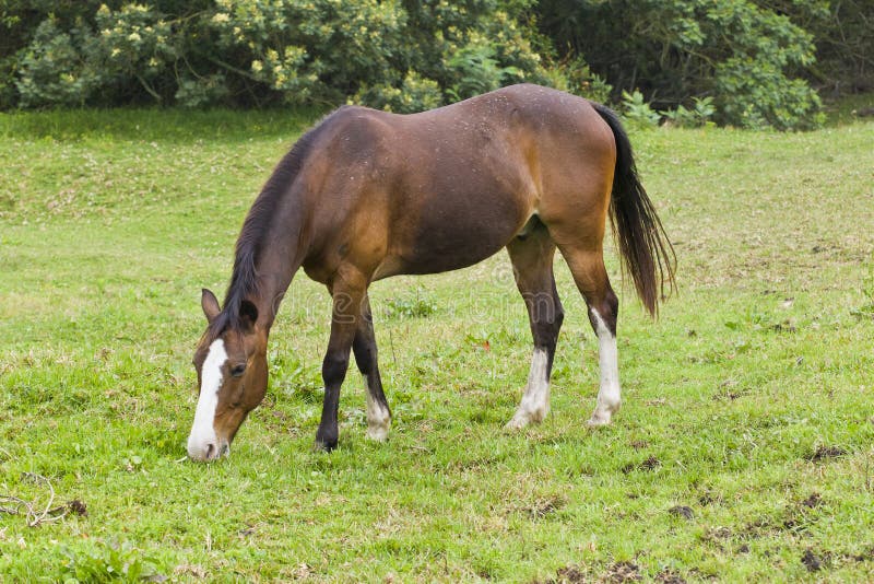Cheval De Brown Avec Les Taches Blanches Photo stock - Image du zone ...