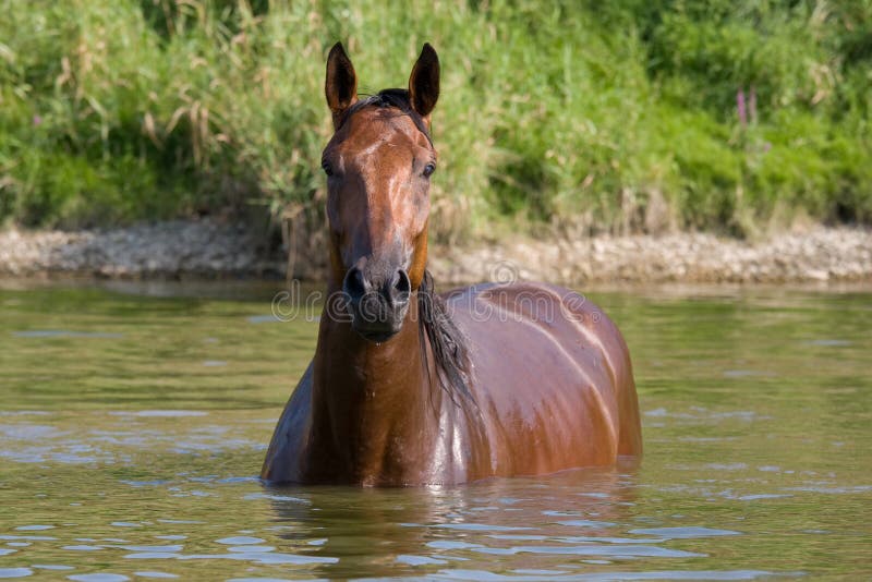 Cheval De Brown Se Tenant Dans L'eau Image stock - Image du étalon ...