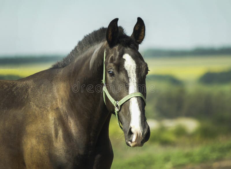 Cheval De Brown Avec Une Tache Blanche Image stock - Image du running ...
