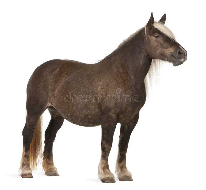 Cheval Comtois, Un Cheval De Trait, Equus Caballus Photo stock - Image ...