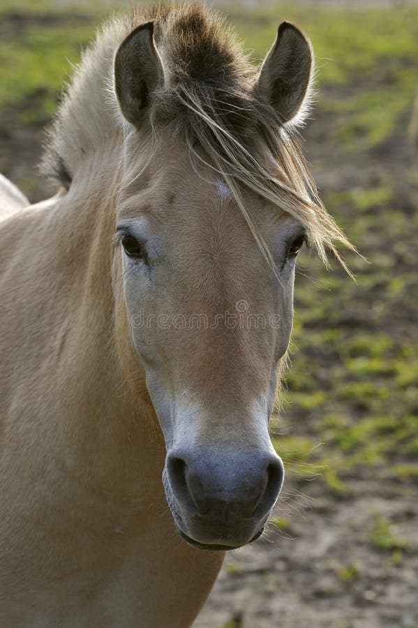Cheval de fjord photo stock. Image du fjord, jung, affermage - 16218280