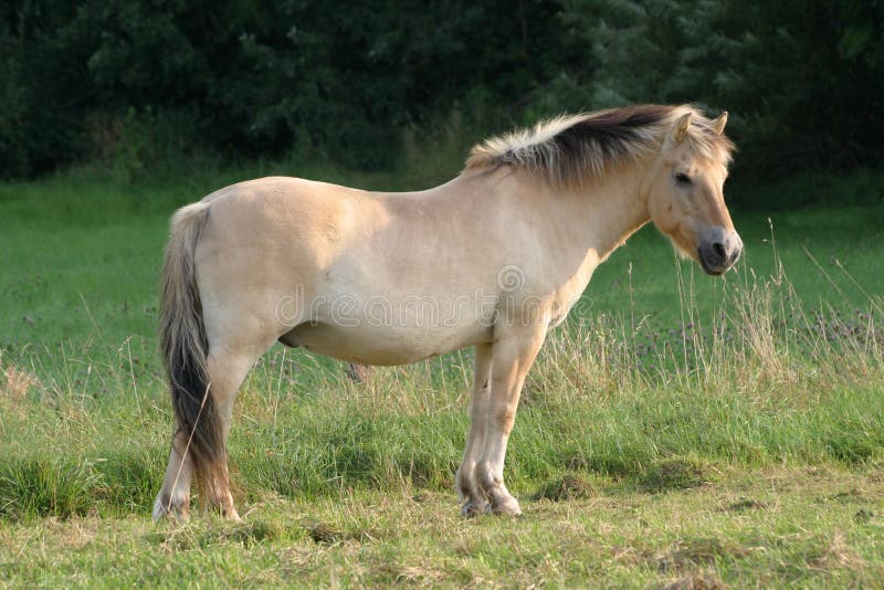 Cheval de fjord image stock. Image du extérieur, herbe - 731235