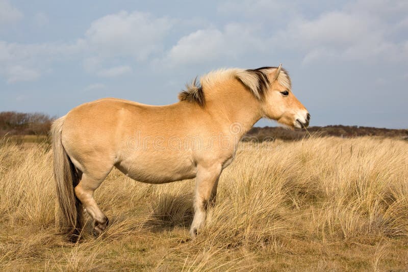 Cheval de fjord image stock. Image du sauvage, animal - 8427151