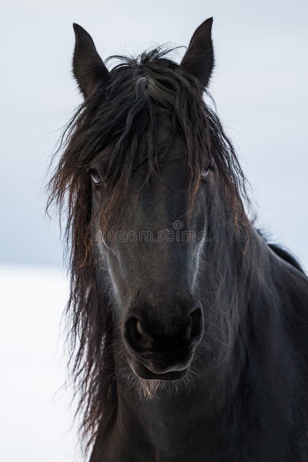 Portrait D'un Cheval Frison Sur Le Fond De La Forêt D'hiver Photo stock ...