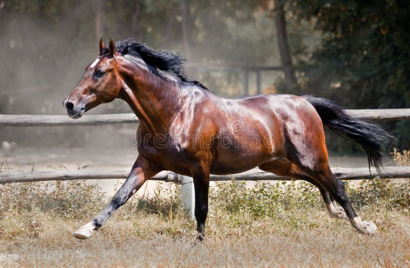 Cheval de galop image stock. Image du bleu, course, ciel - 10948725