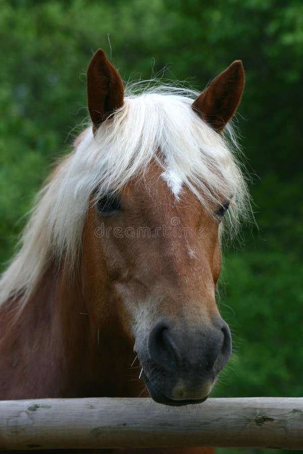 Cheval de Haflinger photo stock. Image du nature, extérieur - 802902