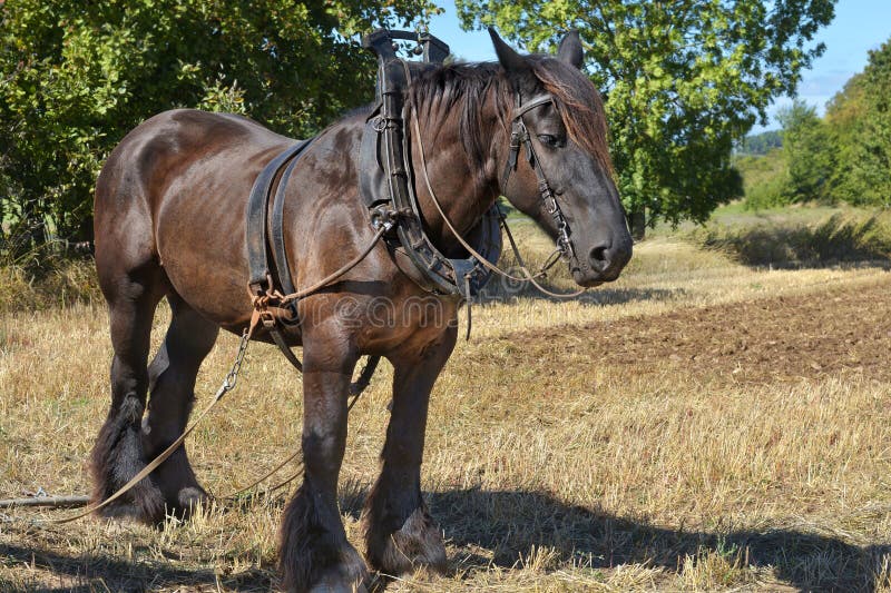 Cheval De Labour Sur Le Champ Image stock - Image du sylviculture ...