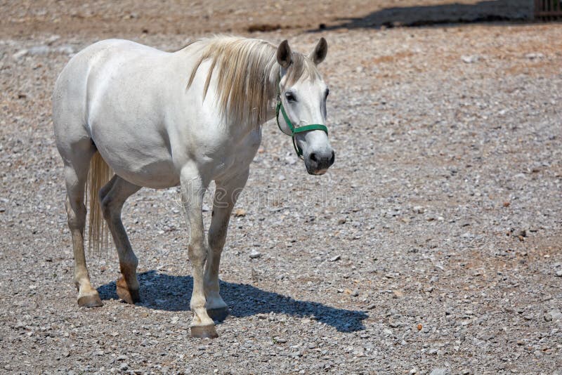 Cheval de Lipizzan photo stock. Image du blanc, regard - 20356206