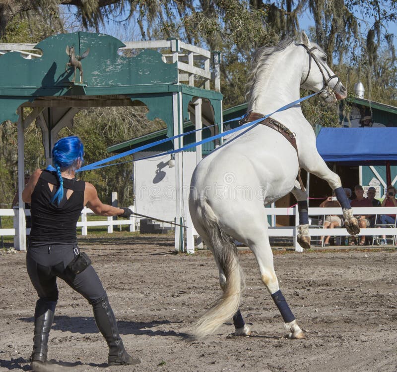 Chevaux Lipizzan De Lipica En Slovénie Photo éditorial - Image du ...