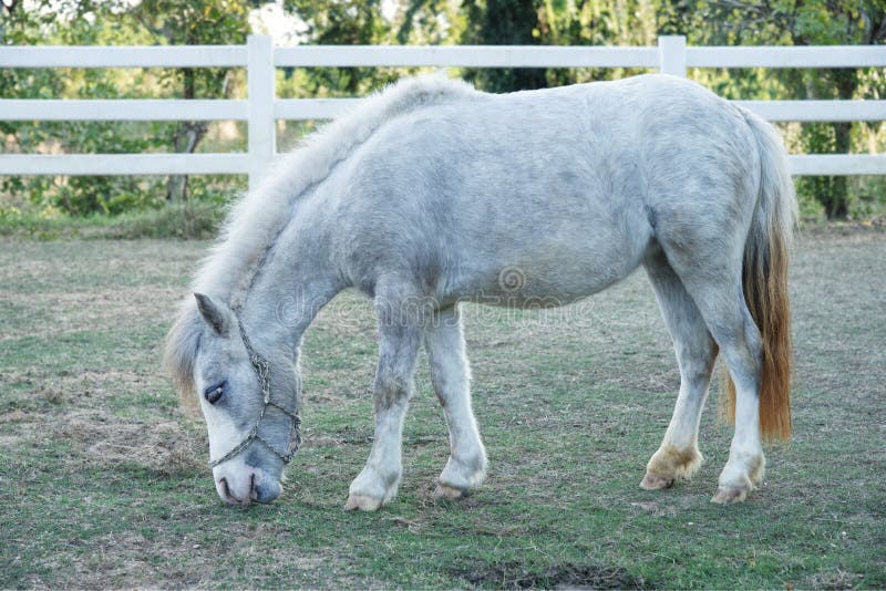 763 Photos de Cheval Nain - Photos de stock gratuites et libres de ...