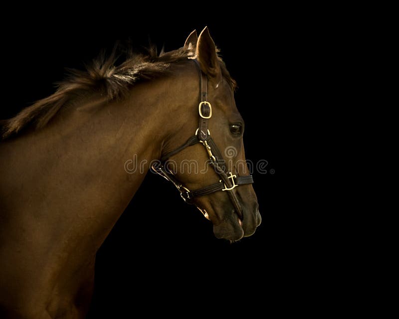 Cheval De Pur Sang Sur Le Fond Noir Photo stock - Image du racehorse ...