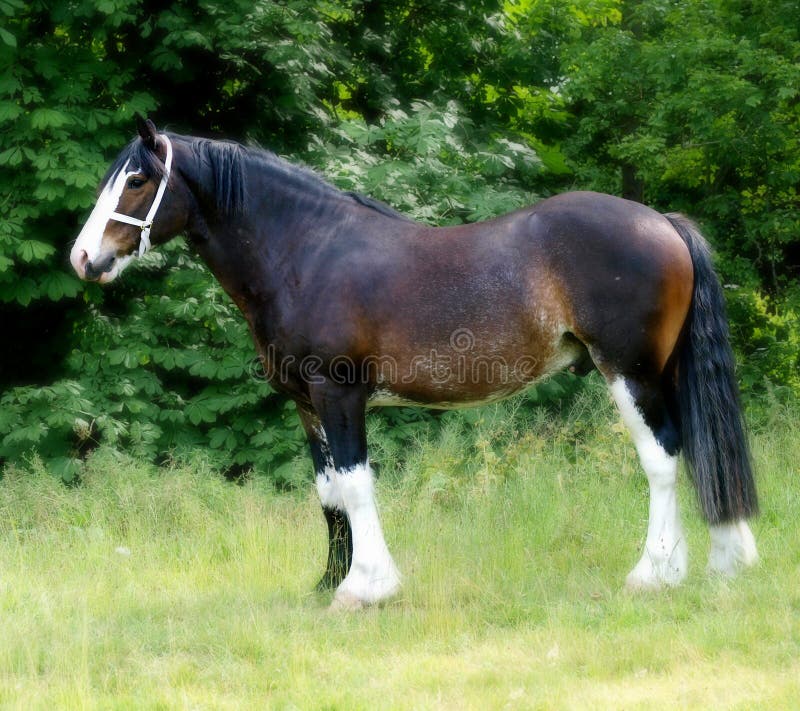 Cheval de Shire image stock. Image du équin, traite, équestre - 28720041
