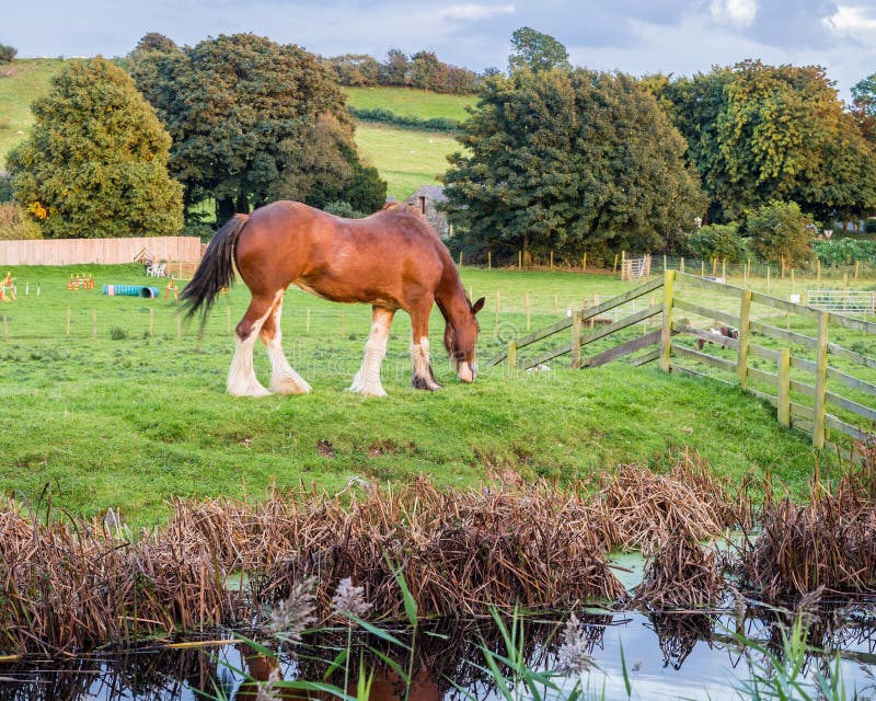 Shire Photos Stock - Téléchargez 691 Photos libres de droits