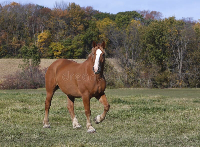 Cheval de trait belge photo stock. Image du caracoler - 34602464