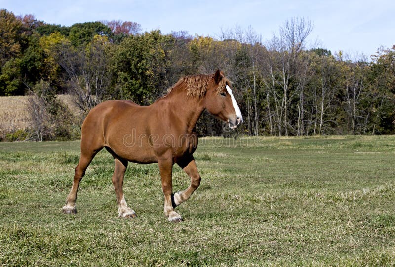 Cheval de trait belge photo stock. Image du bleu, beau - 34602738