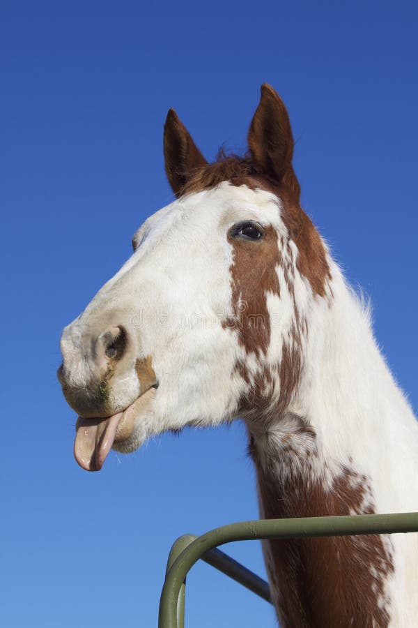 Cheval de sourire image stock. Image of sourire, animal - 8703357