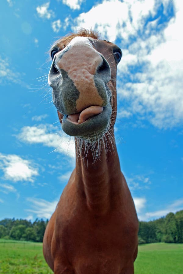 Cheval fou photo stock. Image du animal, oreilles, visage - 1137210