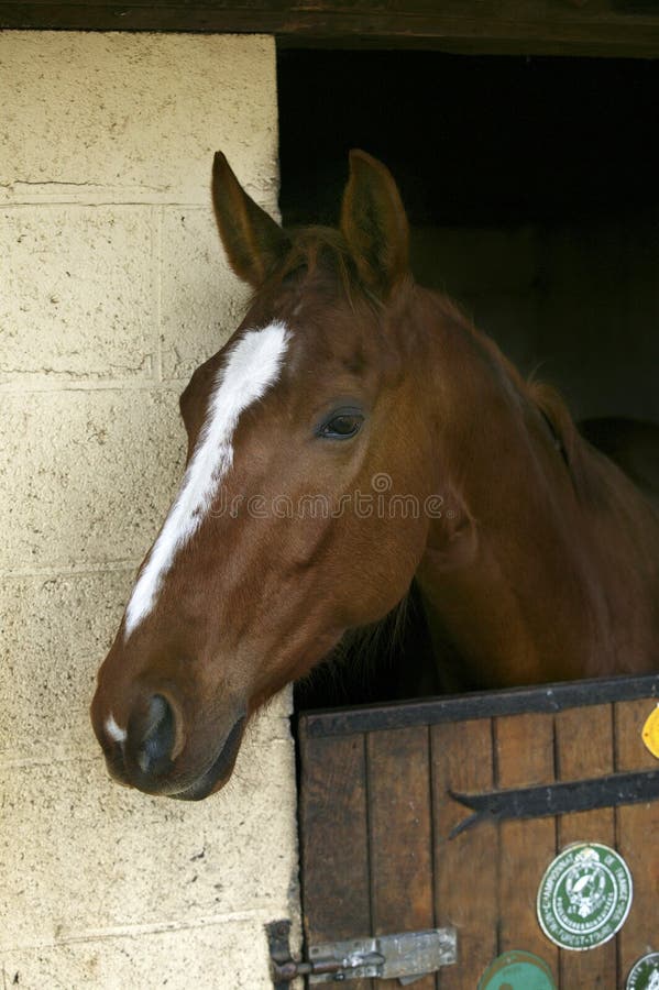 CHEVAL EN BOX stock photo. Image of equidae, three, outdoors - 172799410