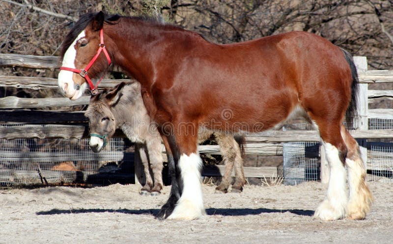 Cheval et âne image stock. Image du grand, barrière, grange - 559035