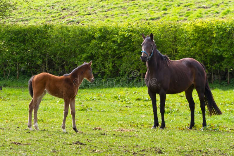 Cheval avec le poulain image stock. Image du domestique - 33052517