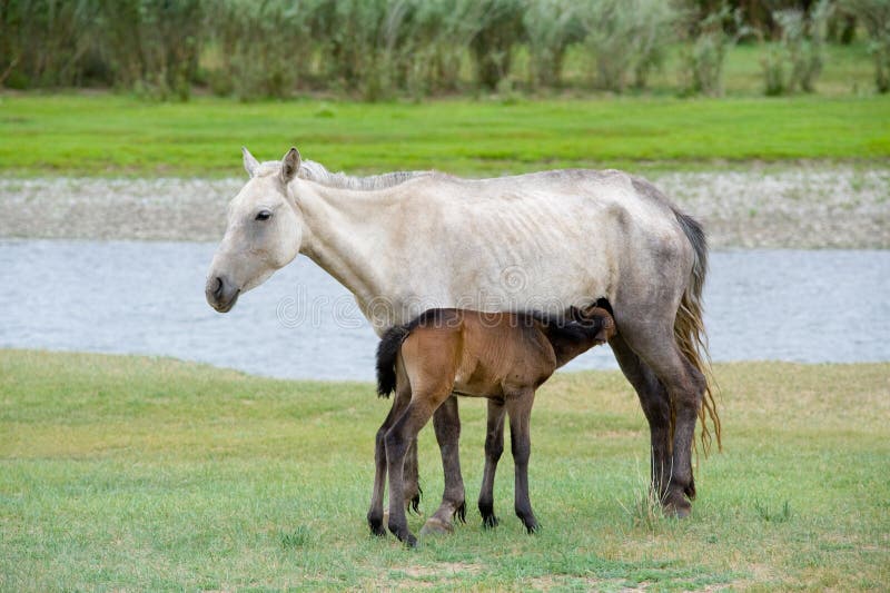Cheval et poulain image stock. Image du secteur, animal - 12102465