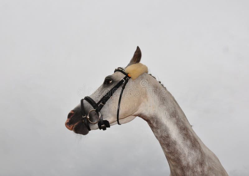 Cheval fou image stock. Image du furieux, choc, micro - 4493087