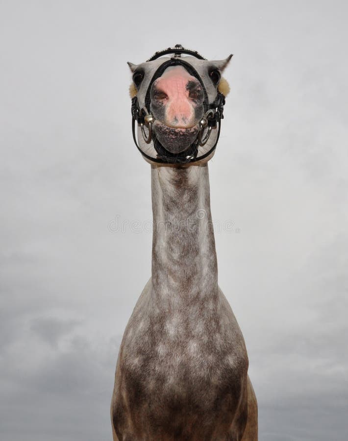 Cheval fou photo stock. Image du équestre, cheval, sport - 10811162