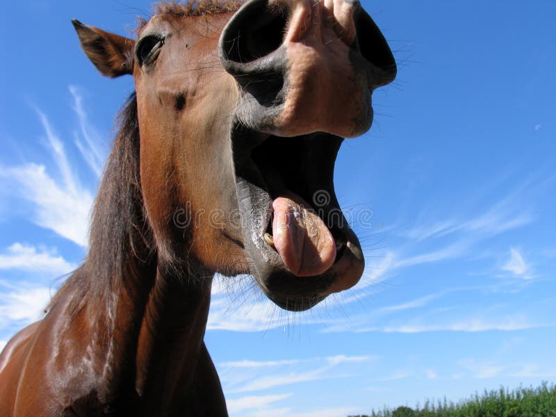 Cheval fou photo stock. Image du braillement, nuages, langue - 1137210