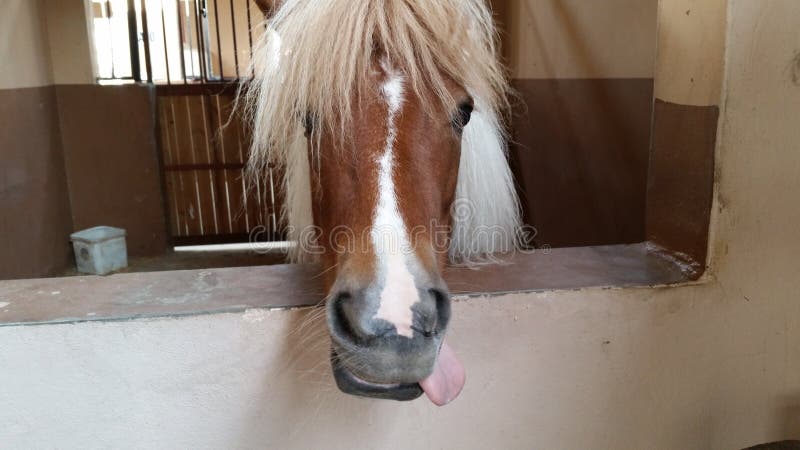 Collage Fou De Visage De Cheval Image stock - Image du place, marrant ...