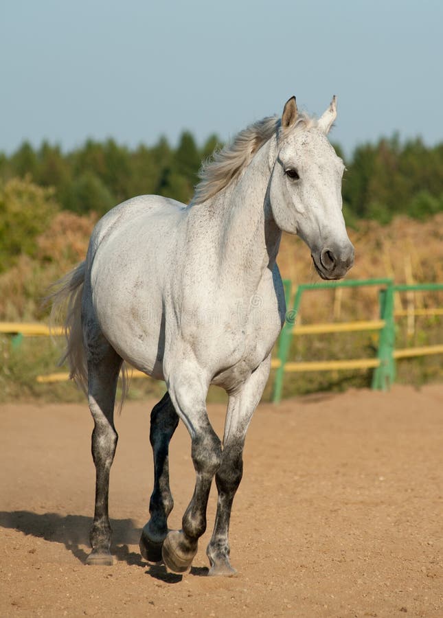 Cheval gris image stock. Image du galop, herbe, argent - 35521621